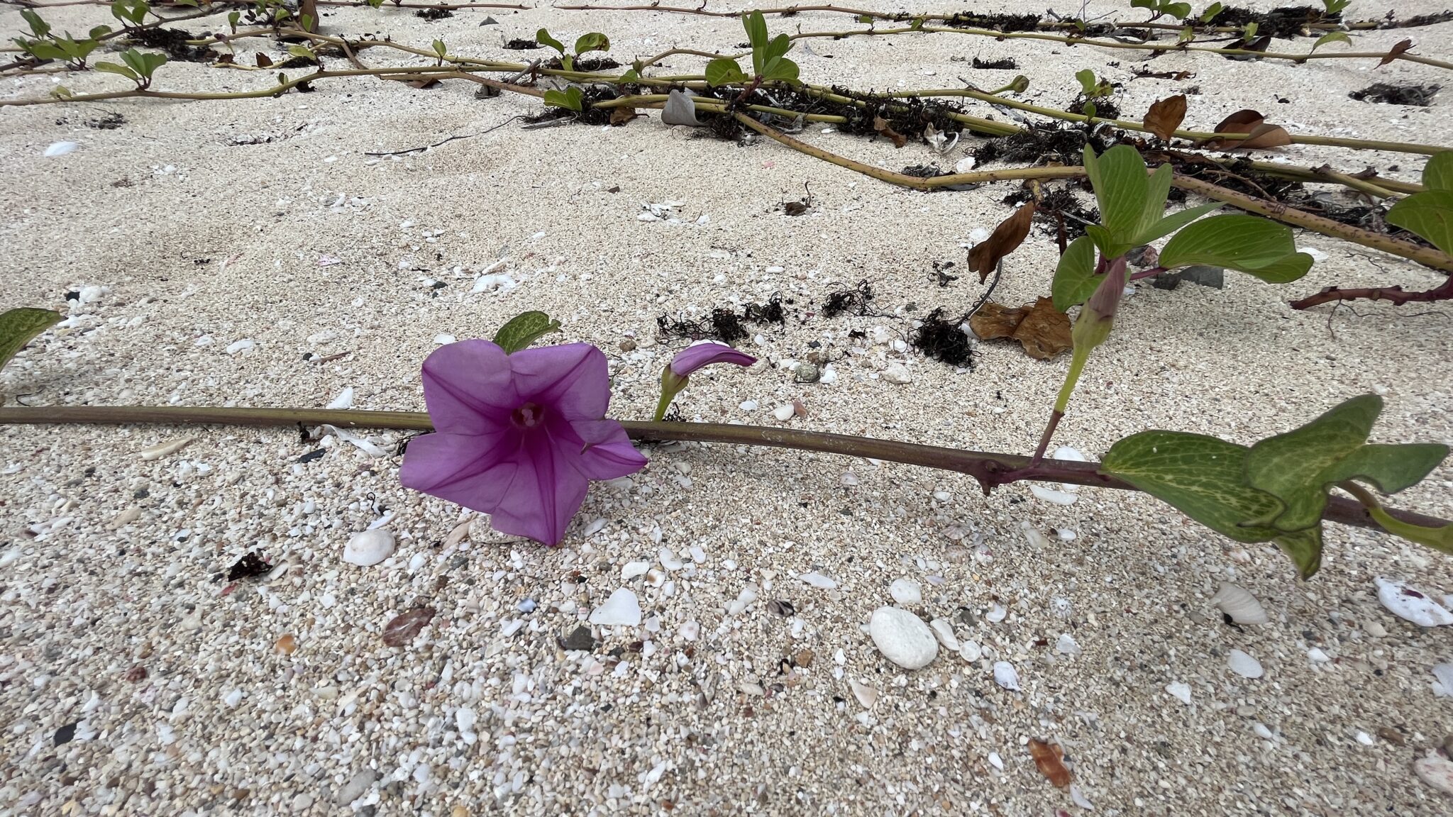 Baie Longue Beach - SXM Naturist